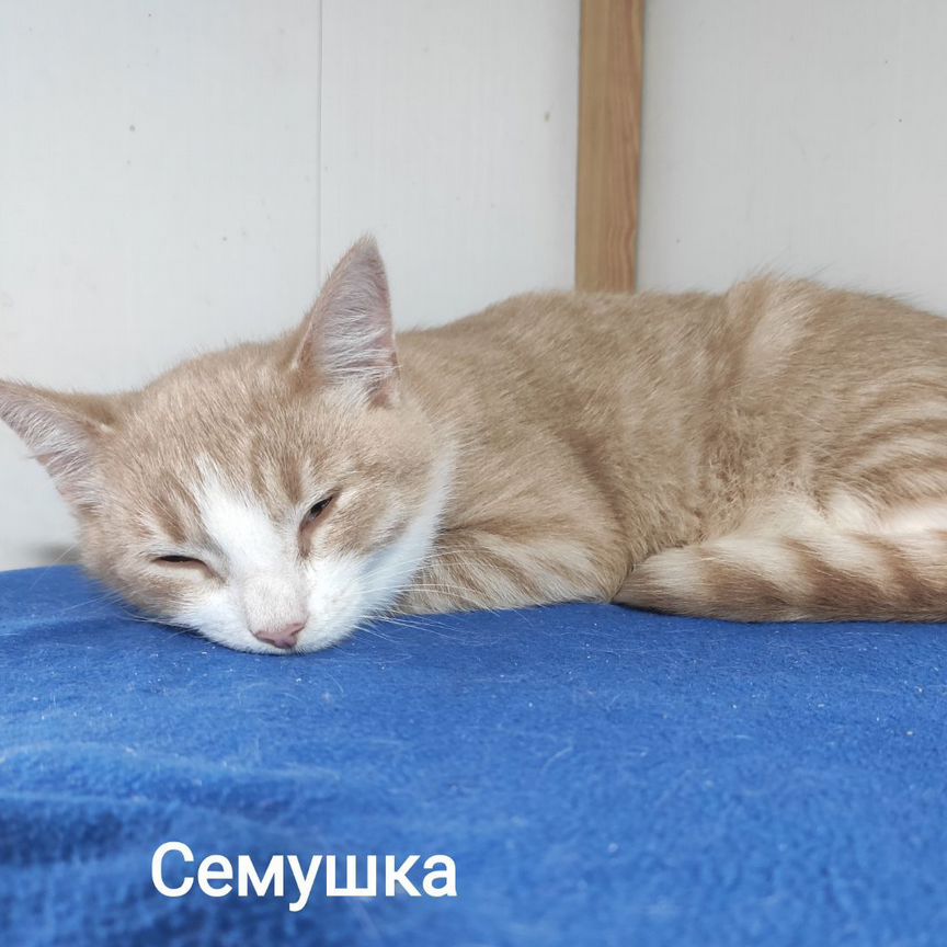 Котята сентябрята в добрые руки