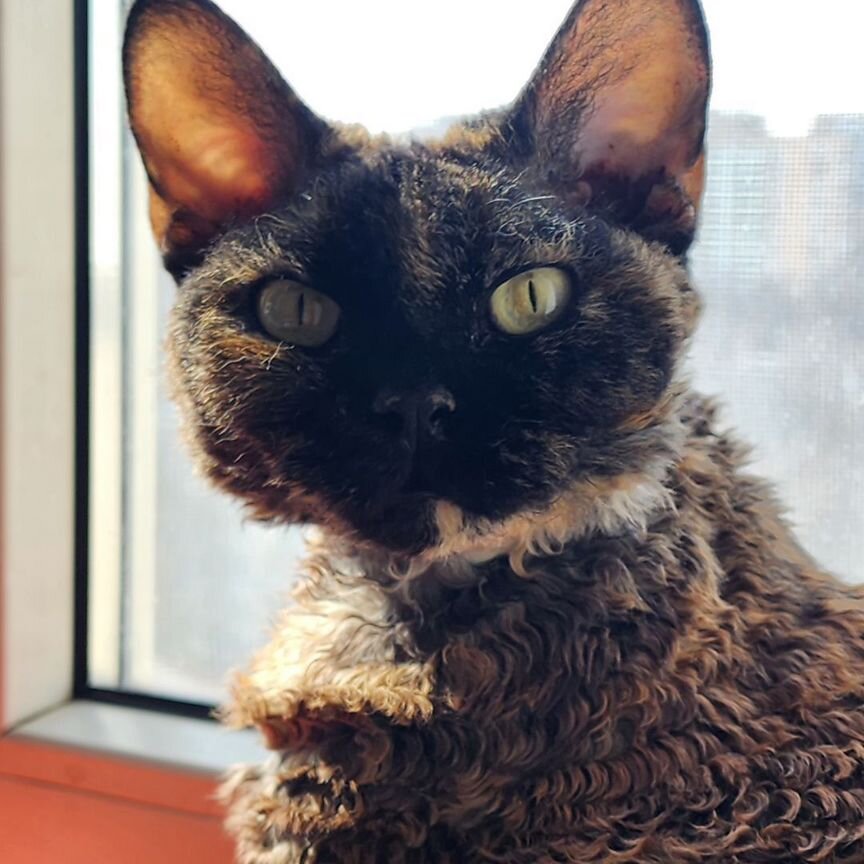 Кошка породы девон рекс