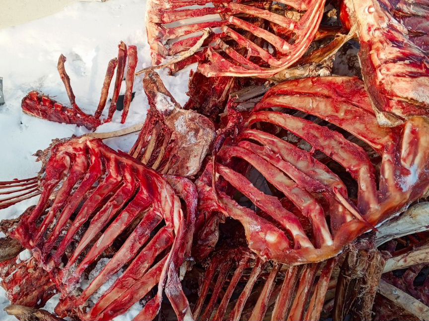 Кости для собак