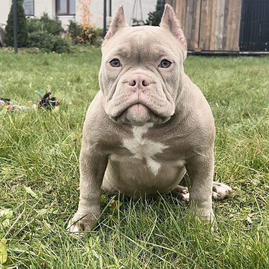 Американский булли - замечательная девочка