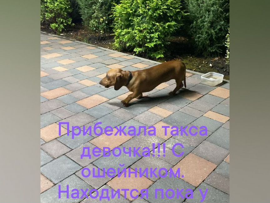 Такса прибежала