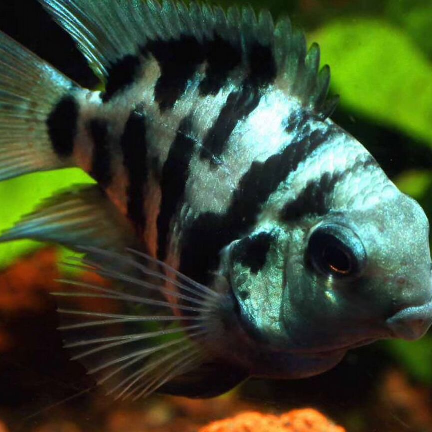 Аквариумные рыбки