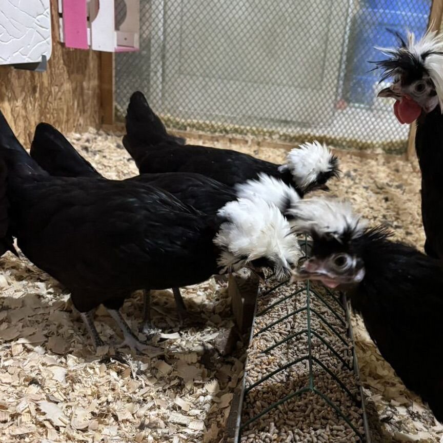 Голланские белохохлые