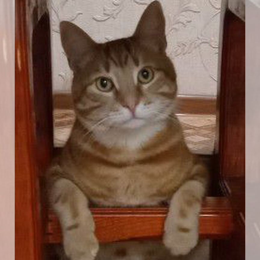 Кот в добрые руки