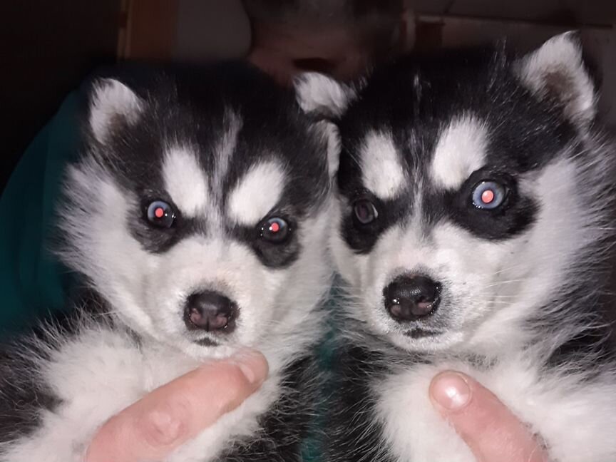 Щенки Хаски с родословной в Москве