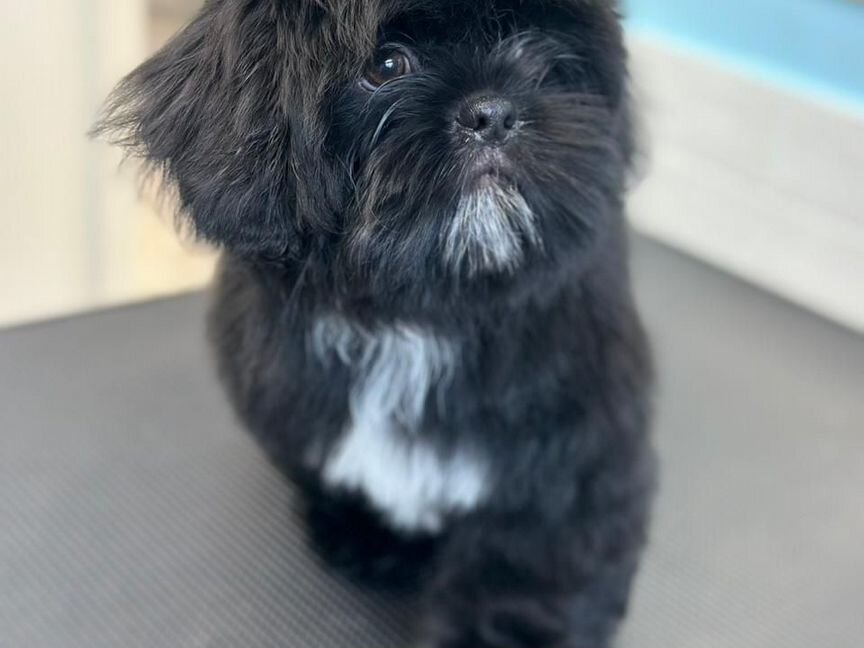 Чудесные и незабываемые малыши