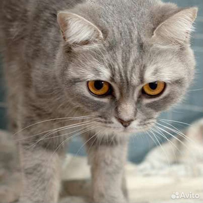 Кошка шотландка Бритни в добрые руки