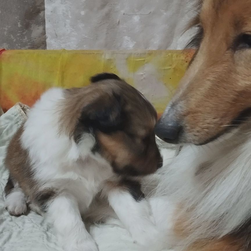 Щенок шелти (сука)