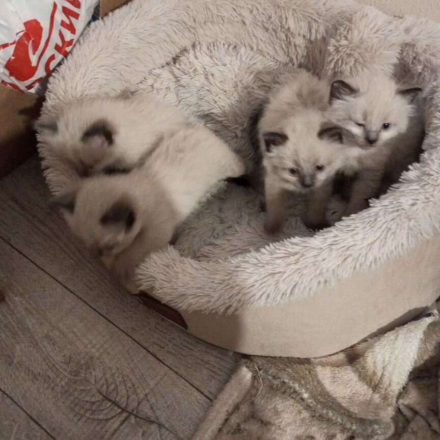 Невская маскарадние котята