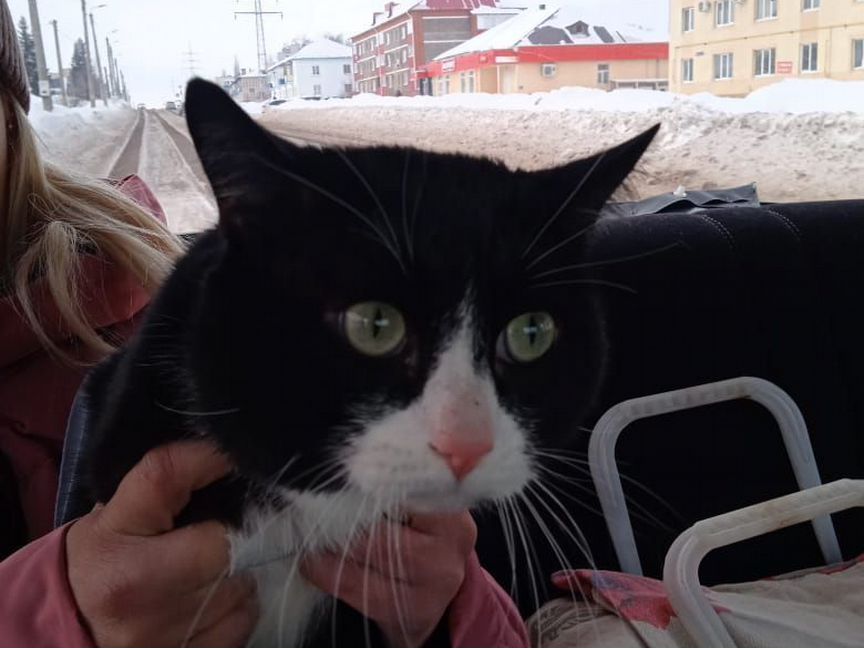 Кот, крупный, молодой
