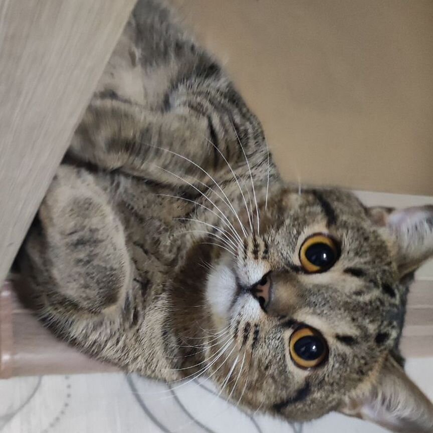 Взрослый кот, вязка