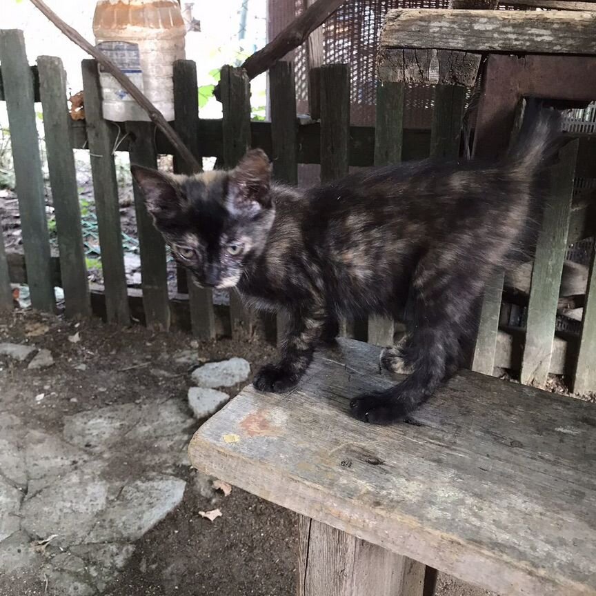 Котята бесплатно. Три кошечки и один котик