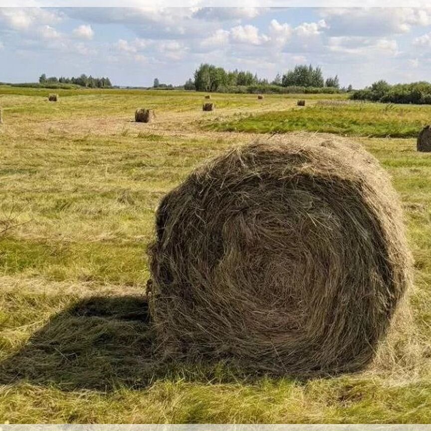 Сено рулоны