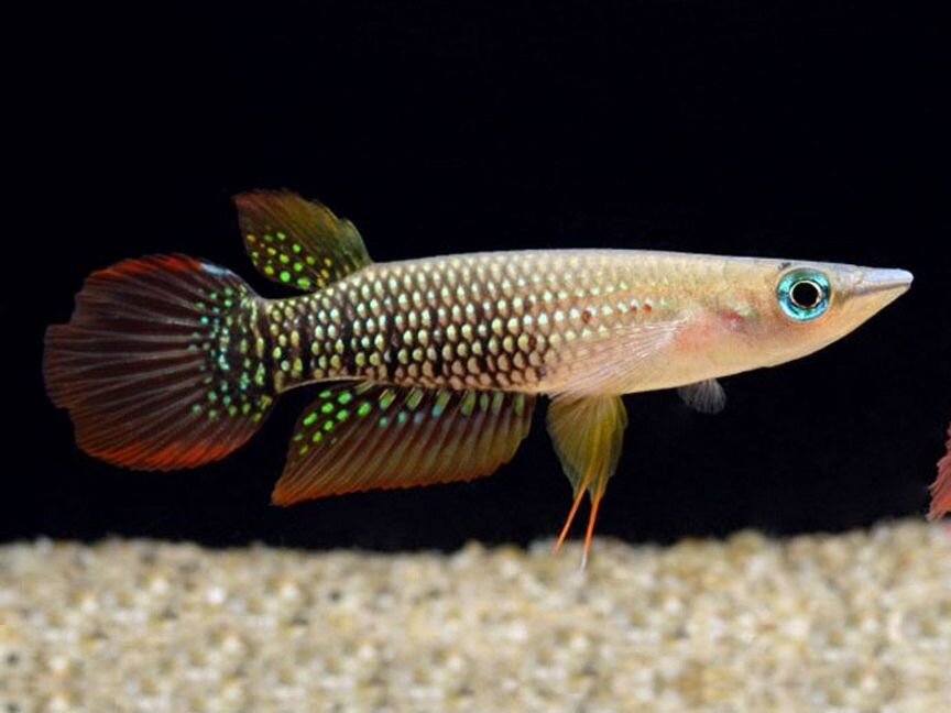 Щучка Аплохейлус линеатус (Aplocheilus lineatus)