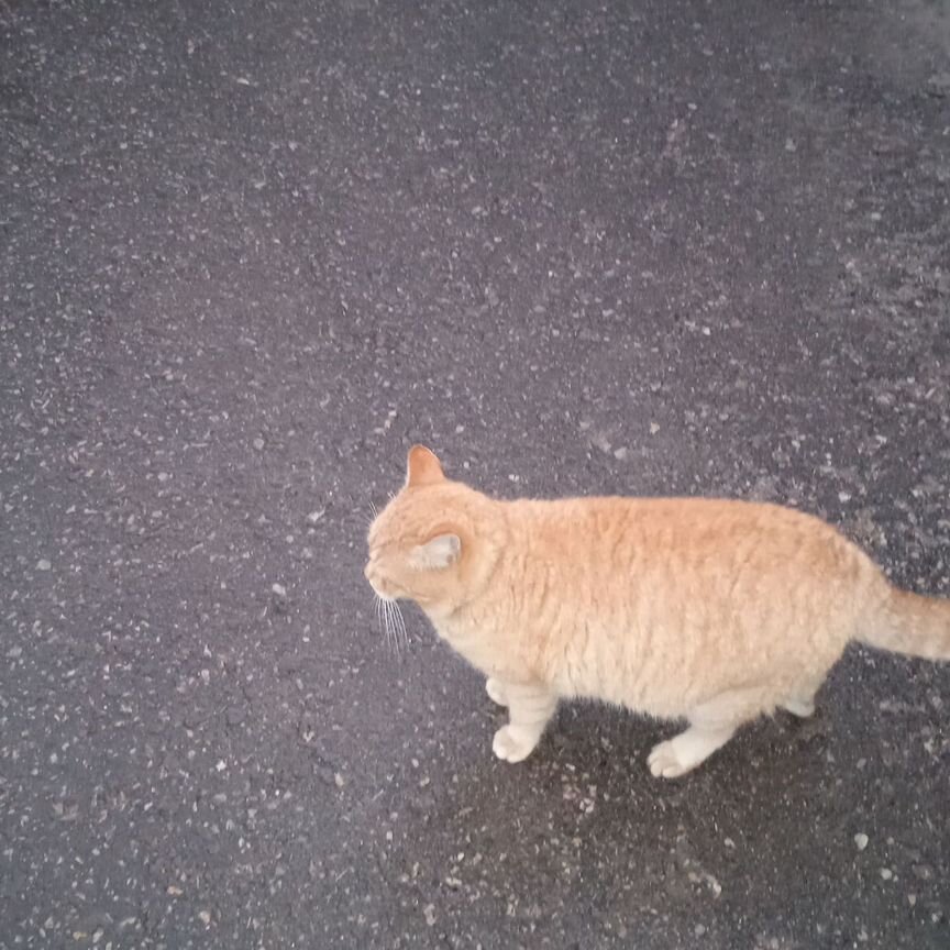 Кот