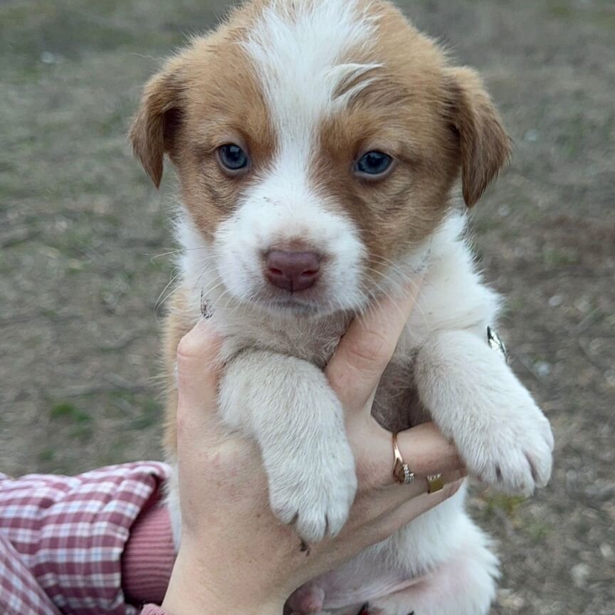 Милый щенок в приюте