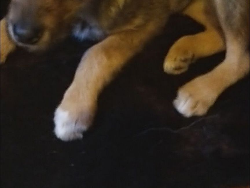 Маленькая собака