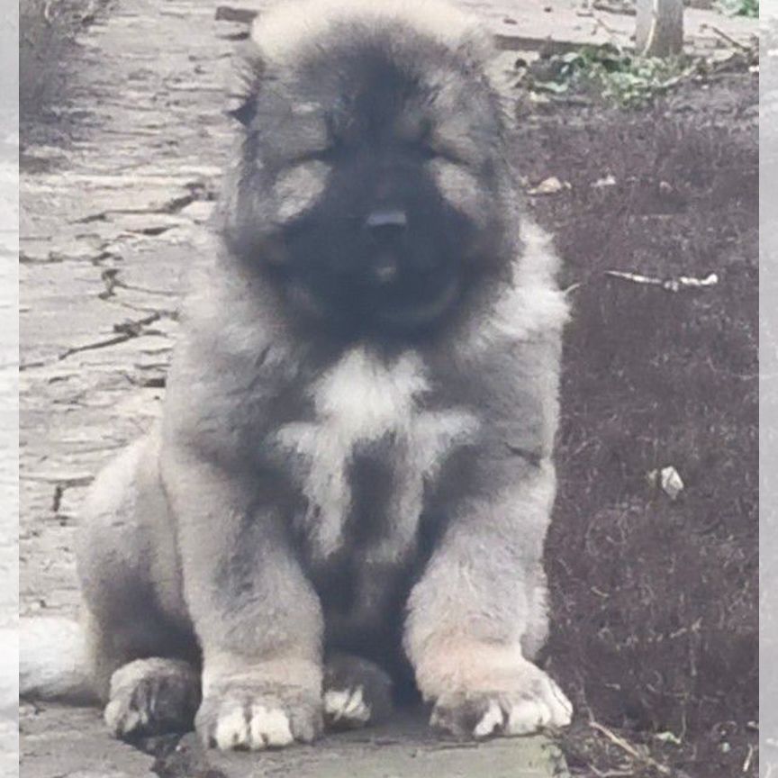 Кавказская овчарка, щенок