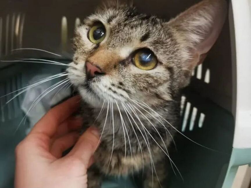 Кошка Кира ищет дом