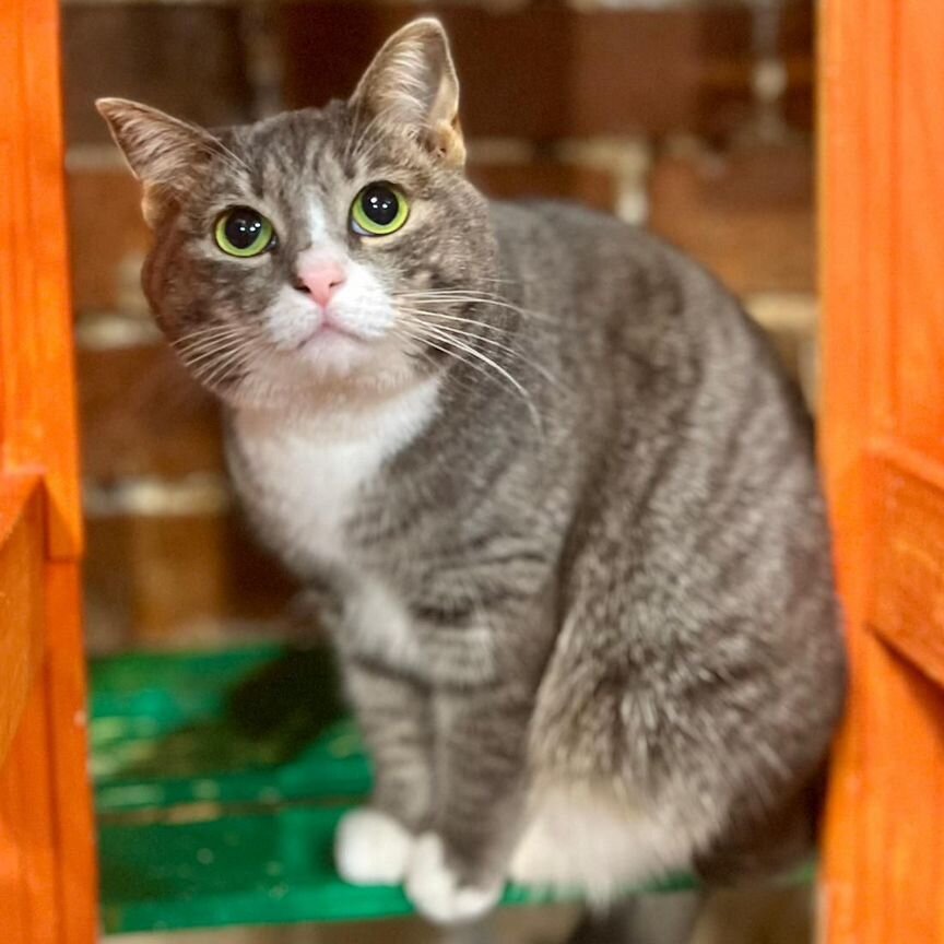 Взрослая кошка в добрые руки