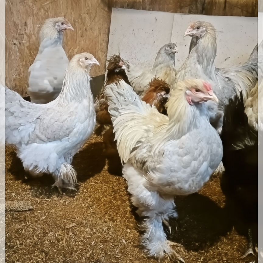 Брама изабелла