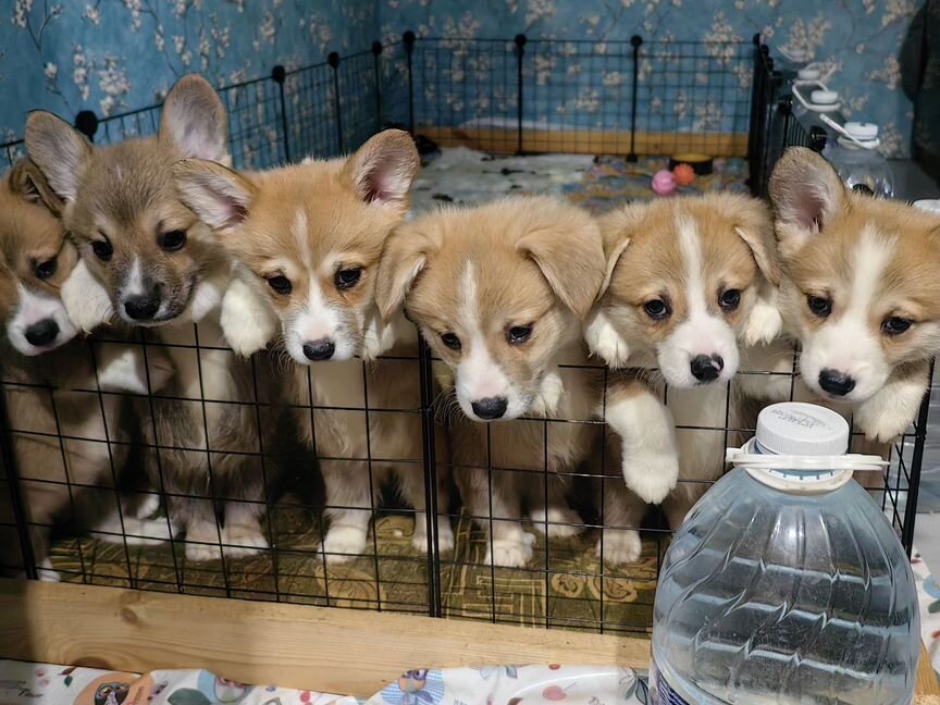 Щенки вельш-корги пемброк