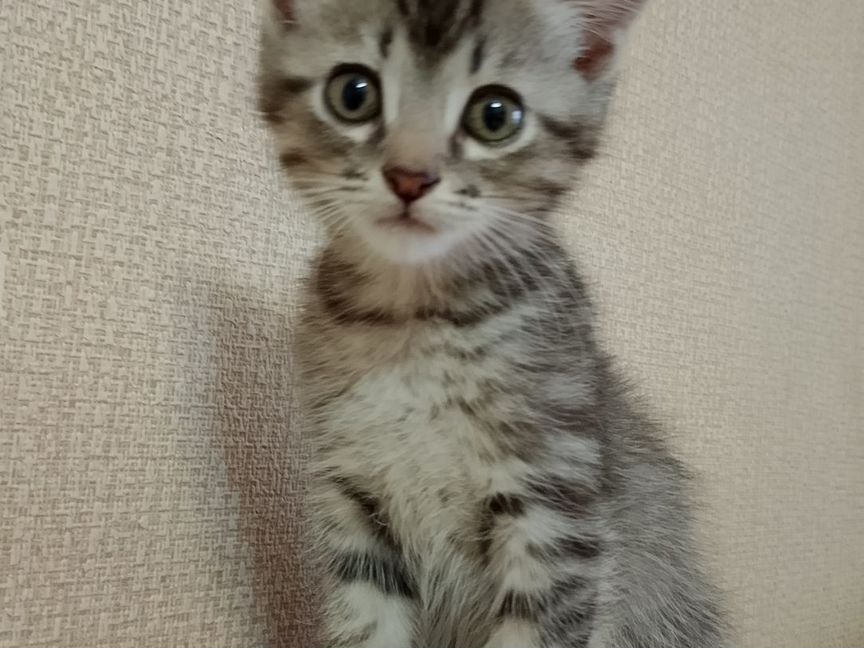 Котик Клепа