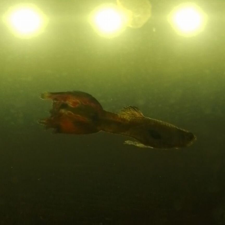 Аквариумные рыбки