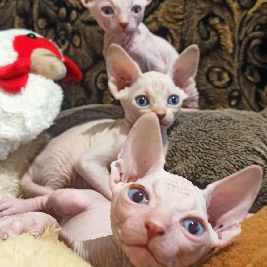 Канадский сфинкс котенок
