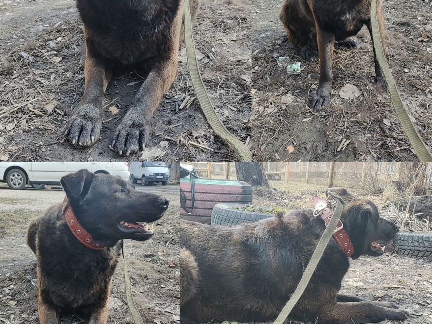 Собака в добрые руки