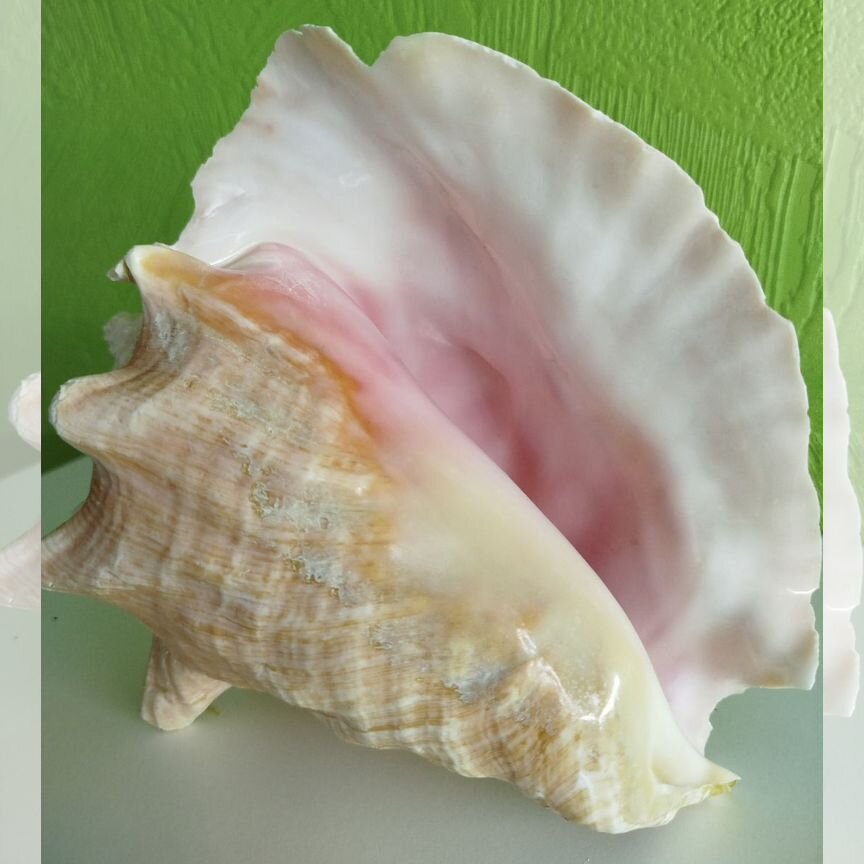 Ракушка морская большая