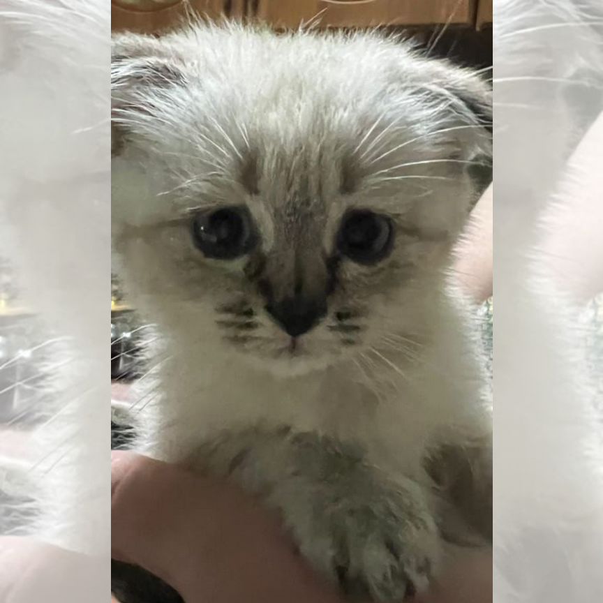 Вислоухий голубоглазый котёнок