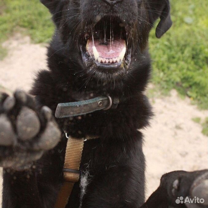 Нежная Черничка ищет дом