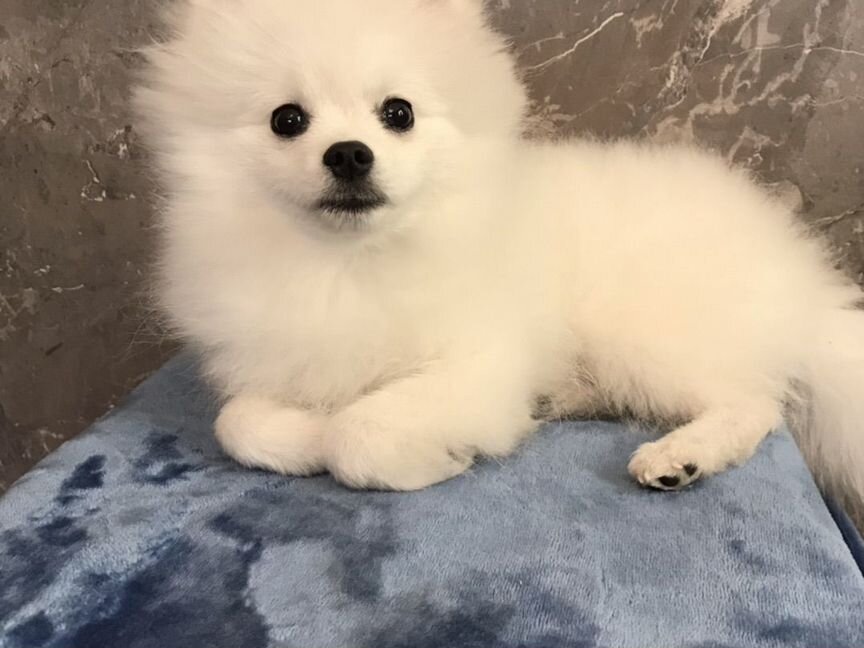 Белый померанский шпиц