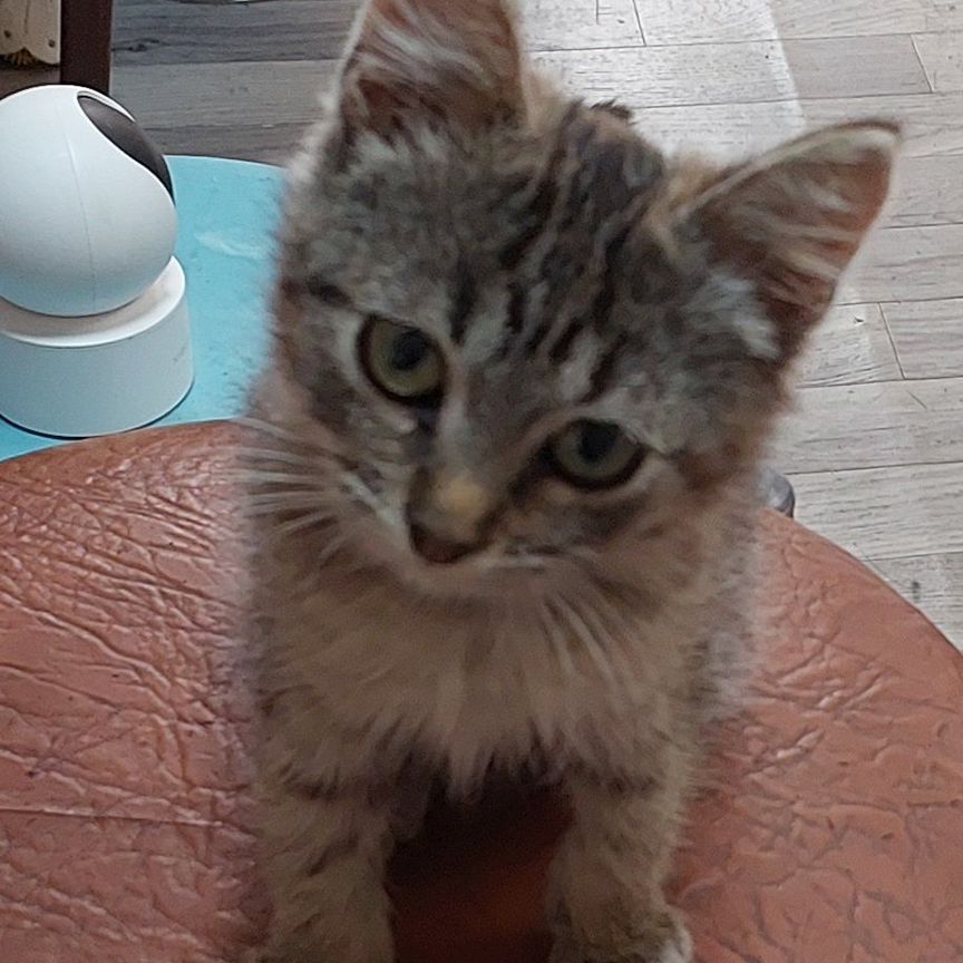 Котята в добрые руки бесплатно