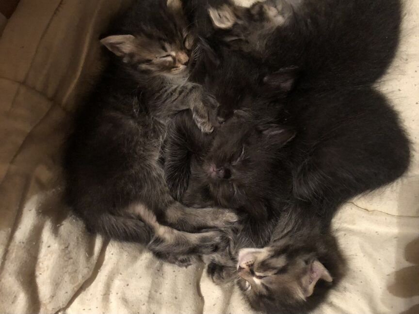 Котята шотландские вислоухие