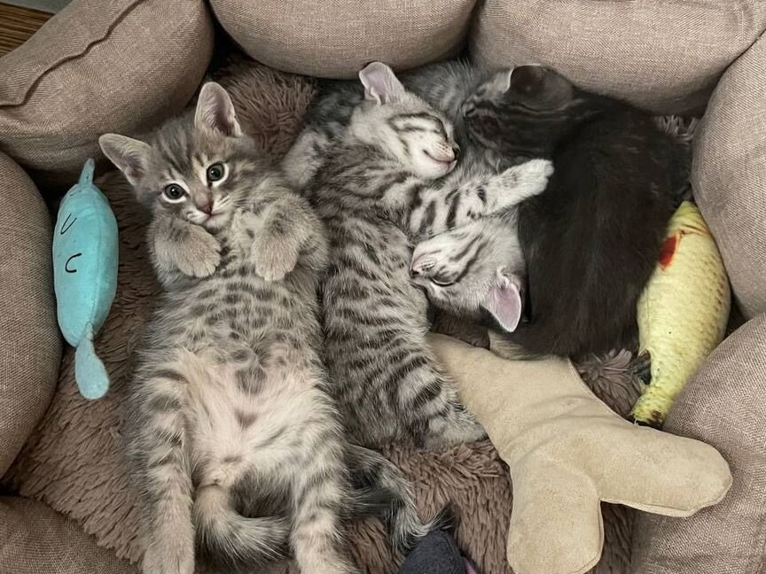Шотландские прямоухие котята