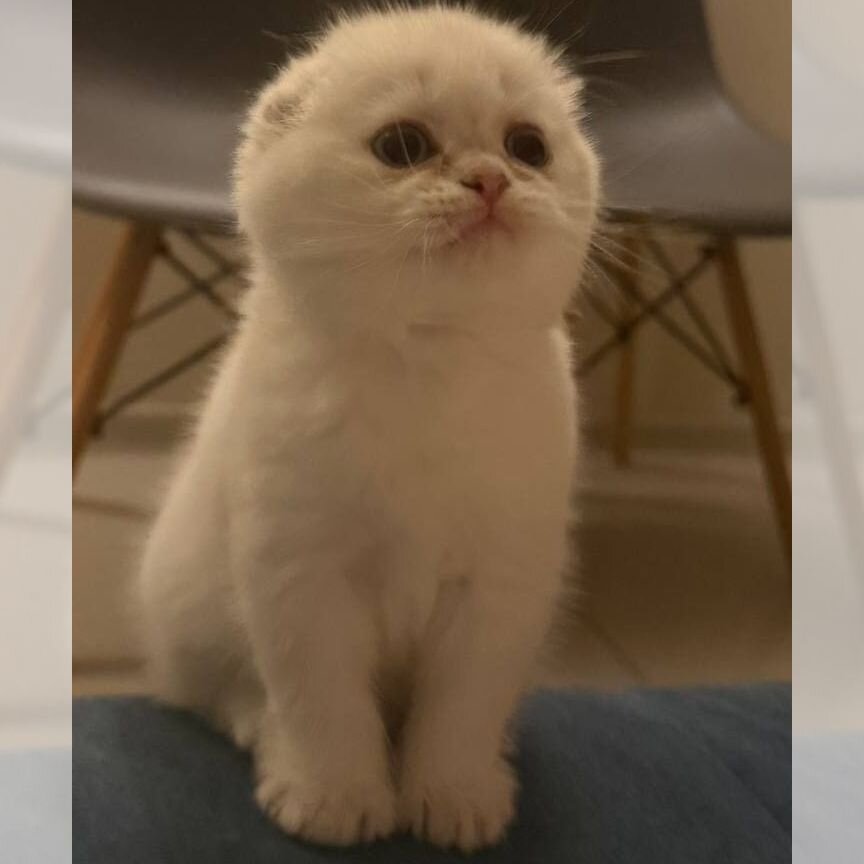 Шотландский вислоухий короткошёрстный котёнок