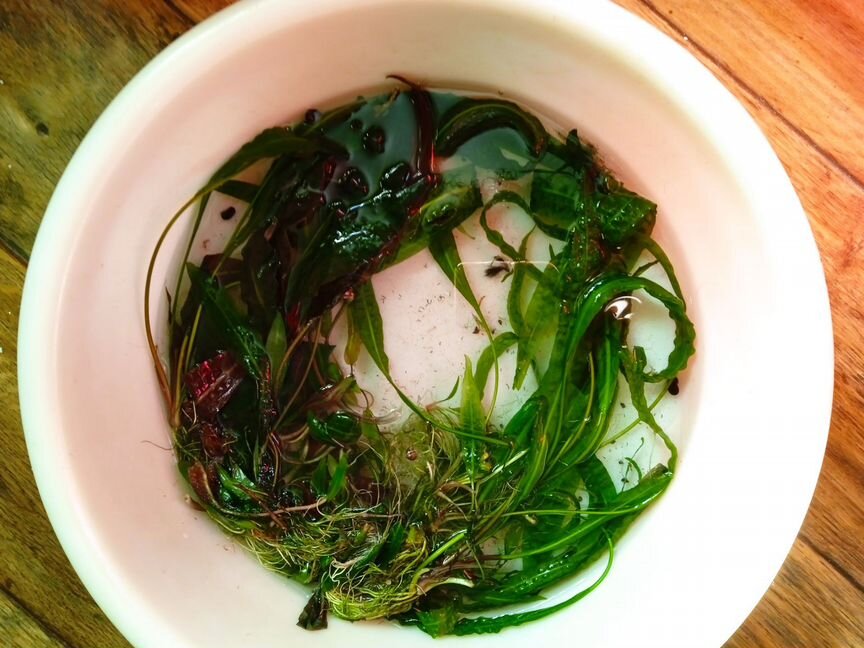 Аквариумные растения прополка