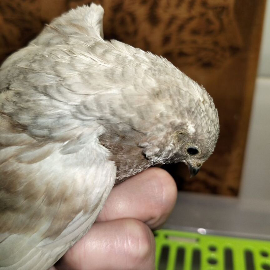 Китайский расписной перепел