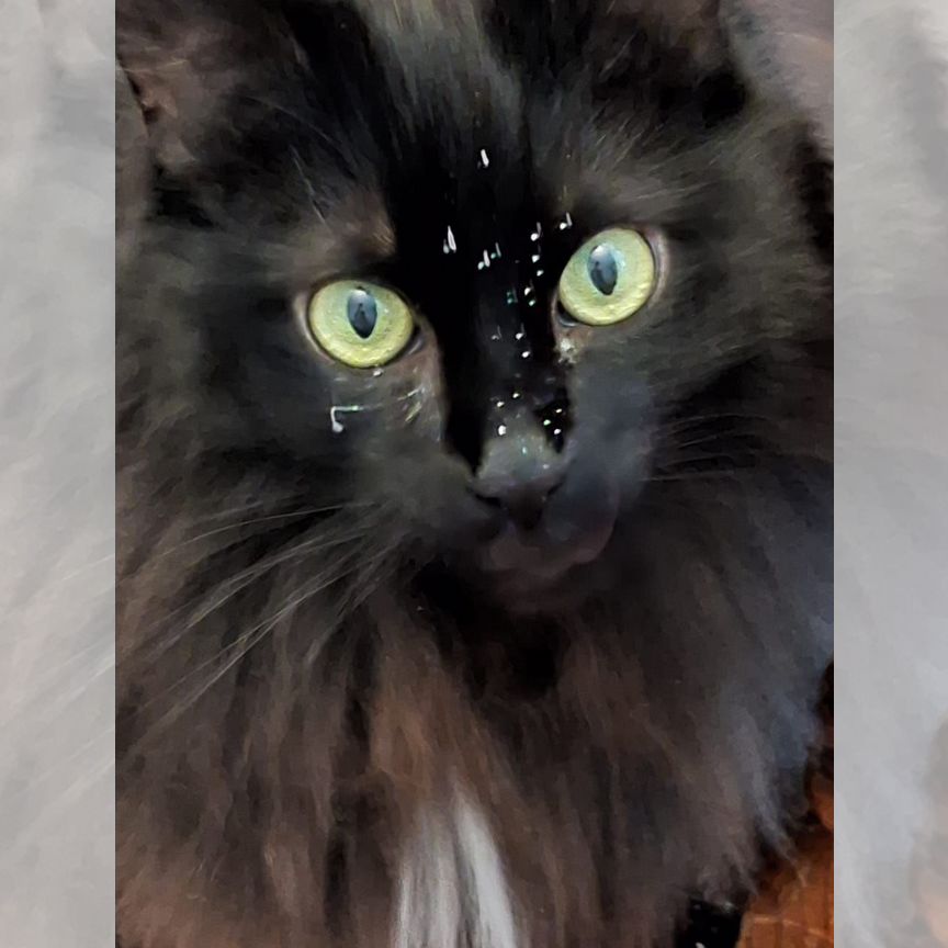 Сибирский, взрослый кот