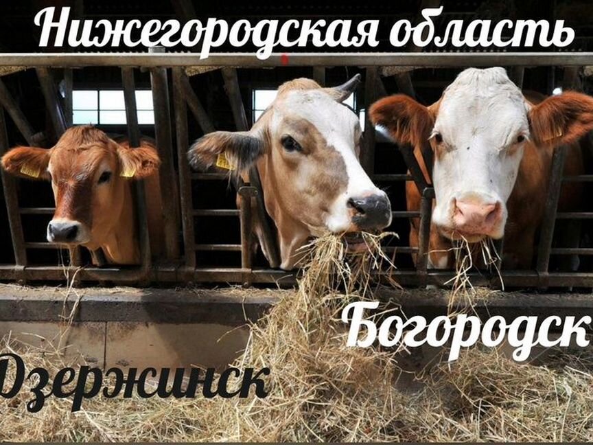 Продукты для животных (Дзержинск,Богородск)