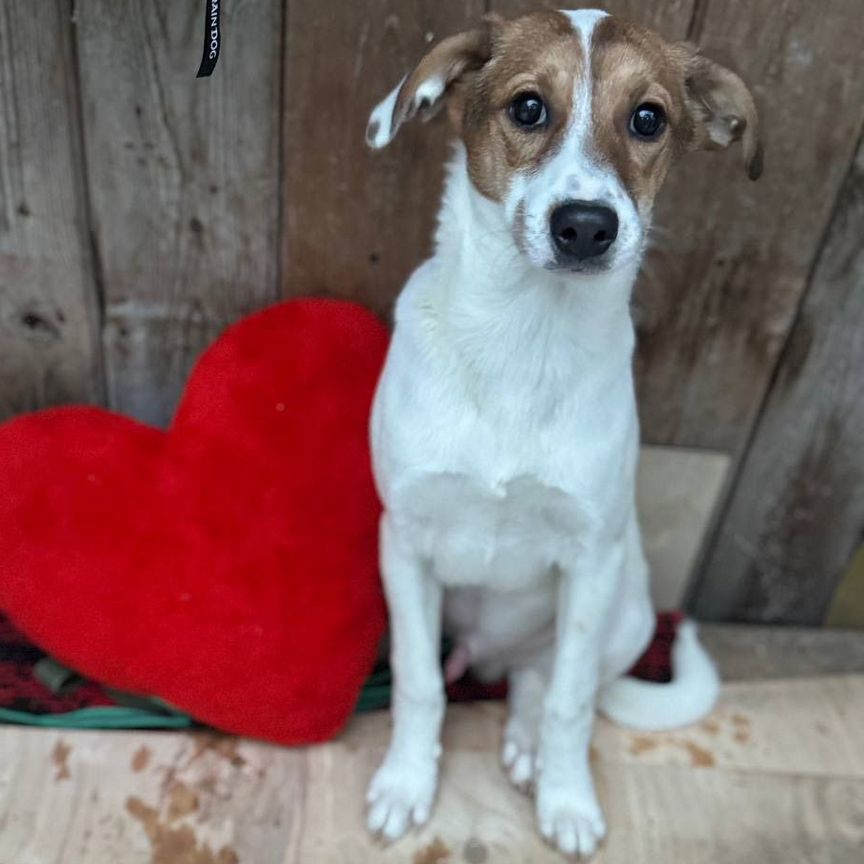 Щенок в добрые руки