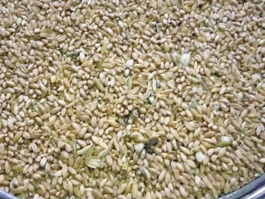 Зерно пшеница