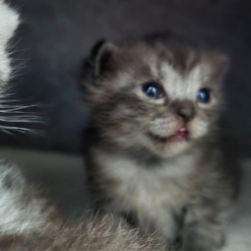 Британские котята