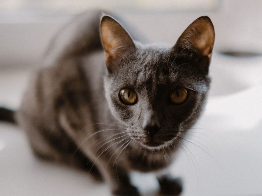 Кошка по имени Мята