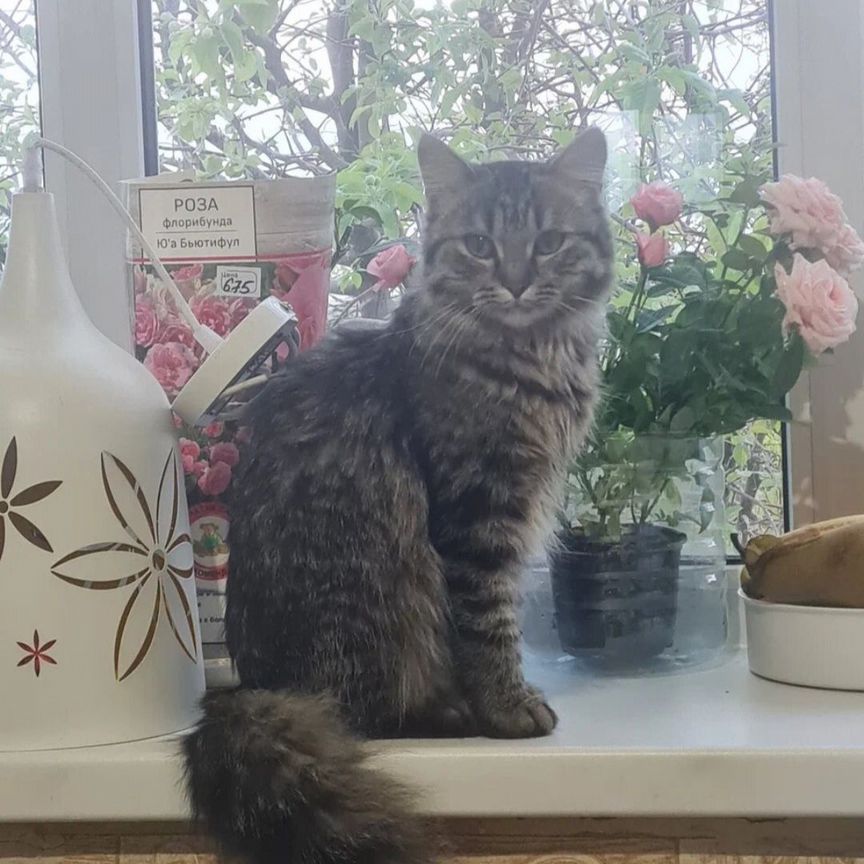 Кошка мышеловка