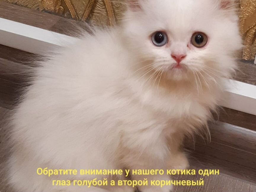 Сибирский котёнок