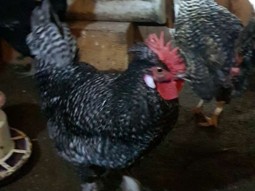 Молодые петухи