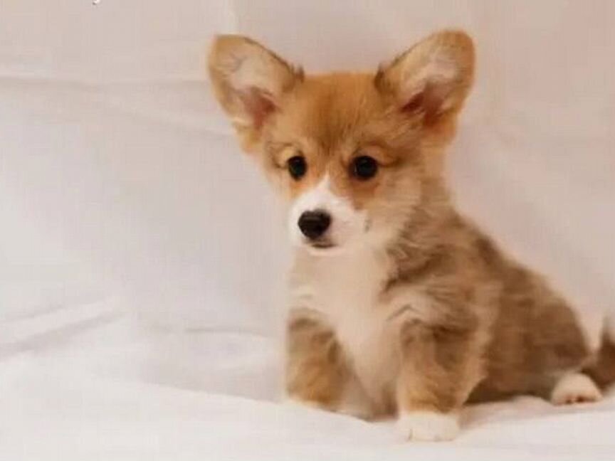 Щеночки Вельш Корги